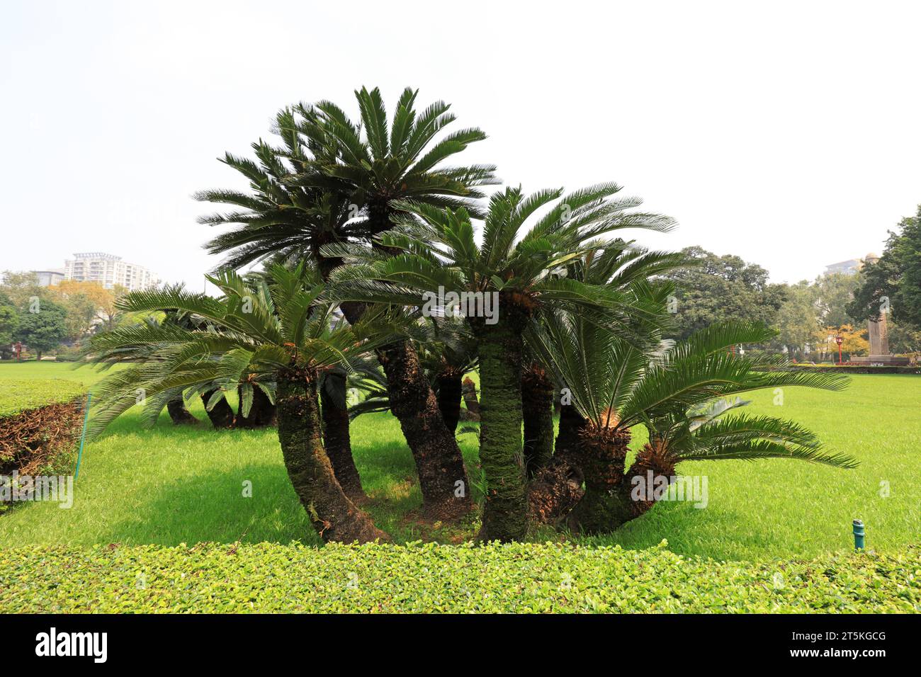 Iron Tree in Zhongshan Memorial Hall, Guangzhou Stock Photo - Alamy