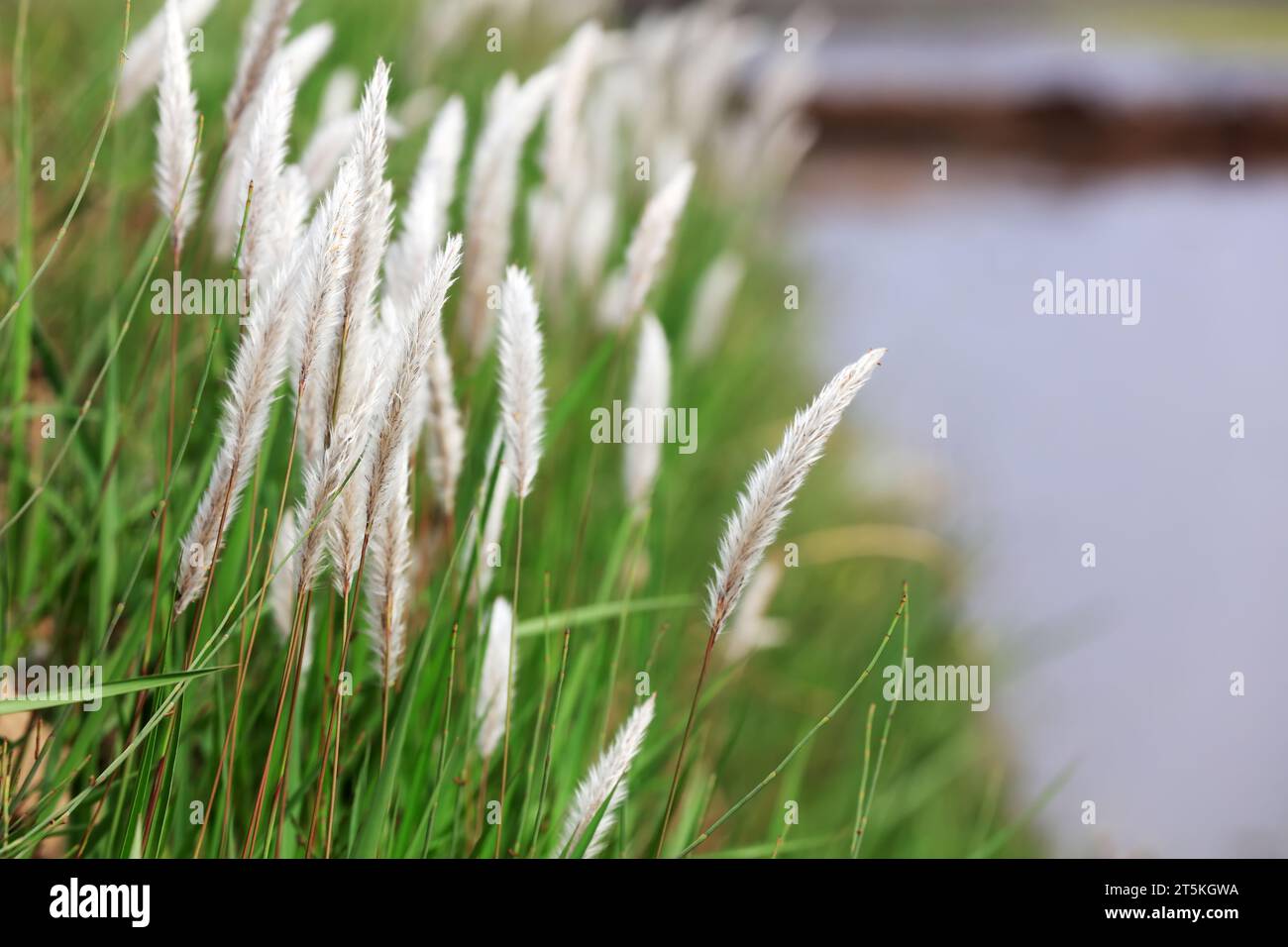 Botany gramineae hi-res stock photography and images - Alamy
