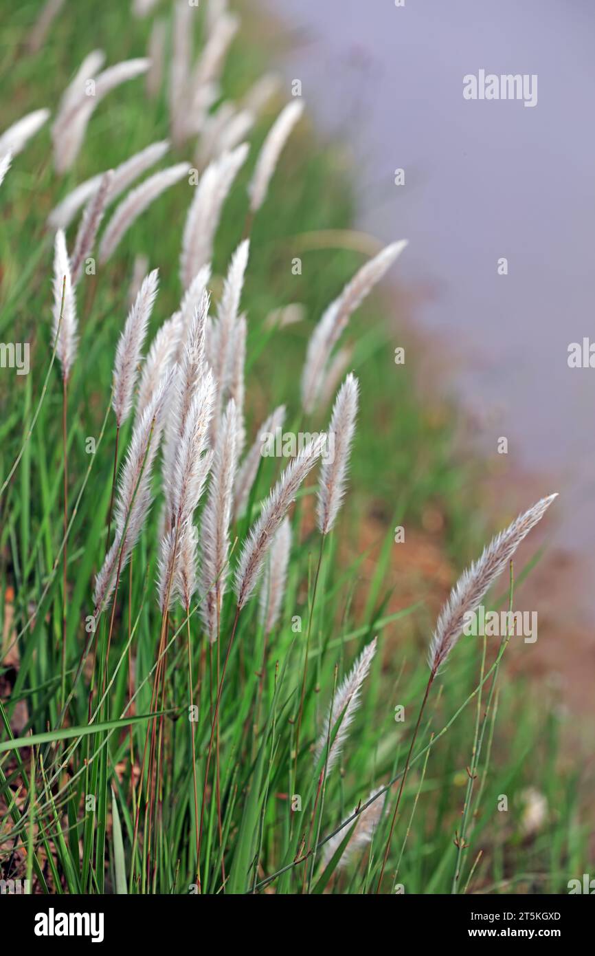 Botany gramineae hi-res stock photography and images - Alamy