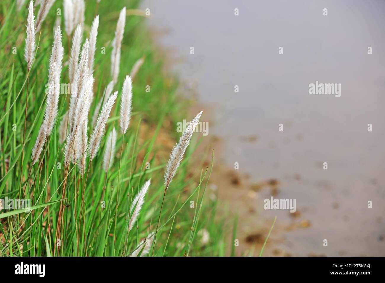 Botany gramineae hi-res stock photography and images - Alamy