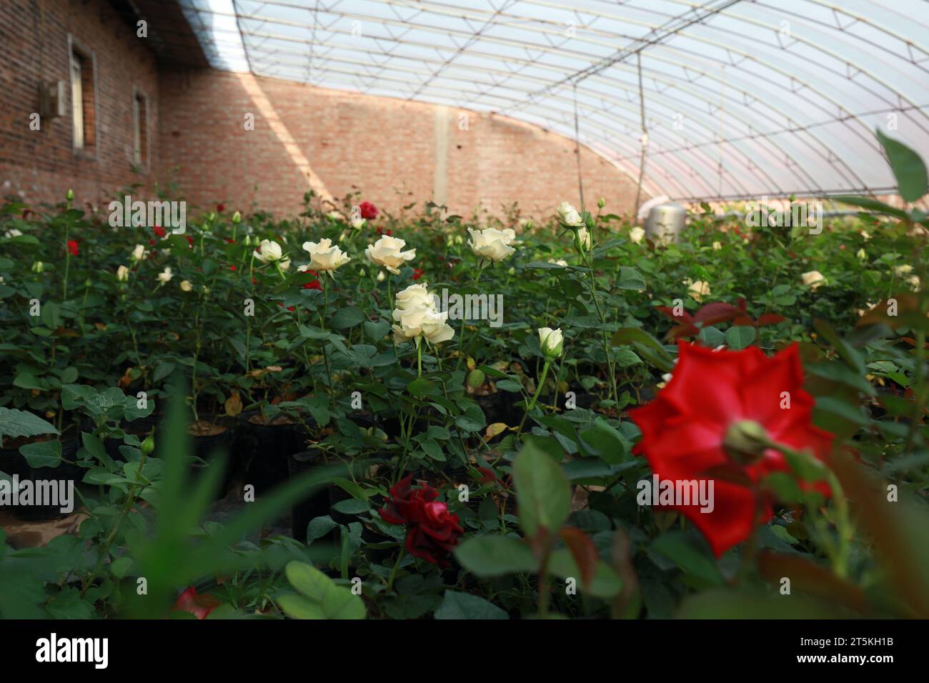 Greenhouse rose farming hi-res stock photography and images - Alamy