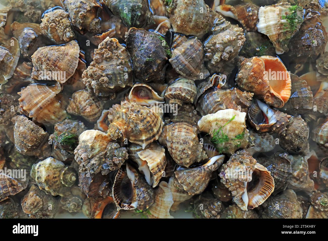 Fresh conch piles up, close-up photos Stock Photo - Alamy