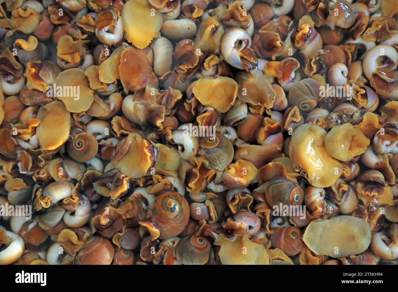 Fresh conch piles up, close-up photos Stock Photo - Alamy
