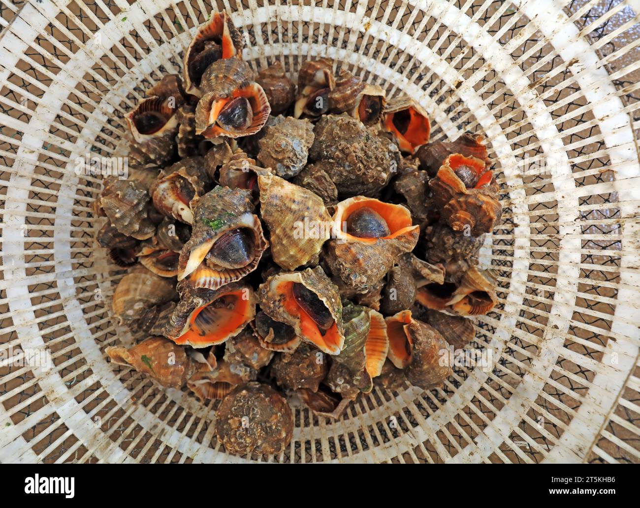 Fresh conch piles up, close-up photos Stock Photo - Alamy
