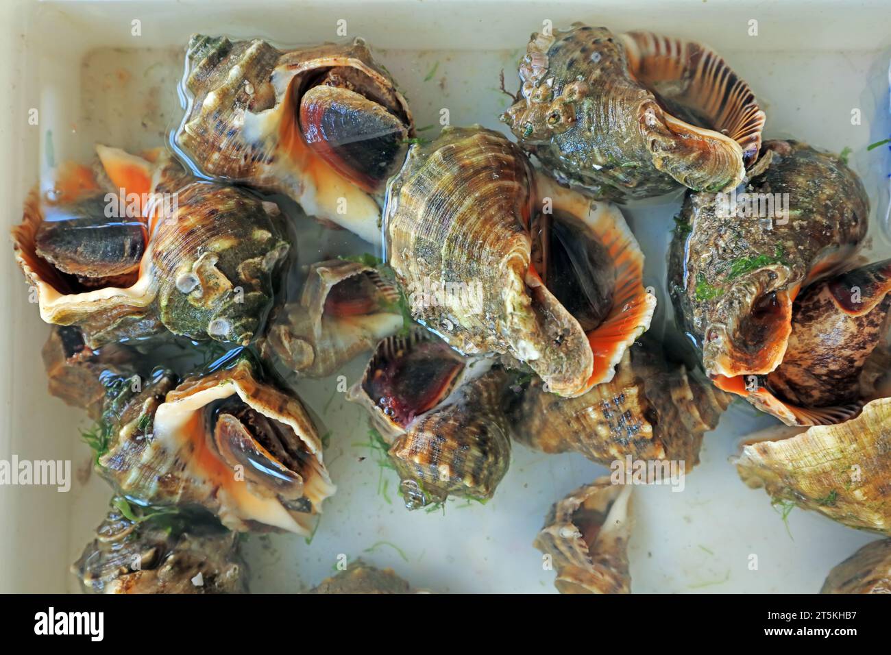 Fresh conch piles up, close-up photos Stock Photo - Alamy