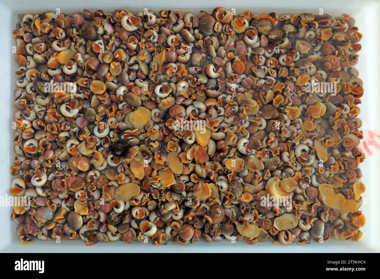 Fresh conch piles up, close-up photos Stock Photo - Alamy