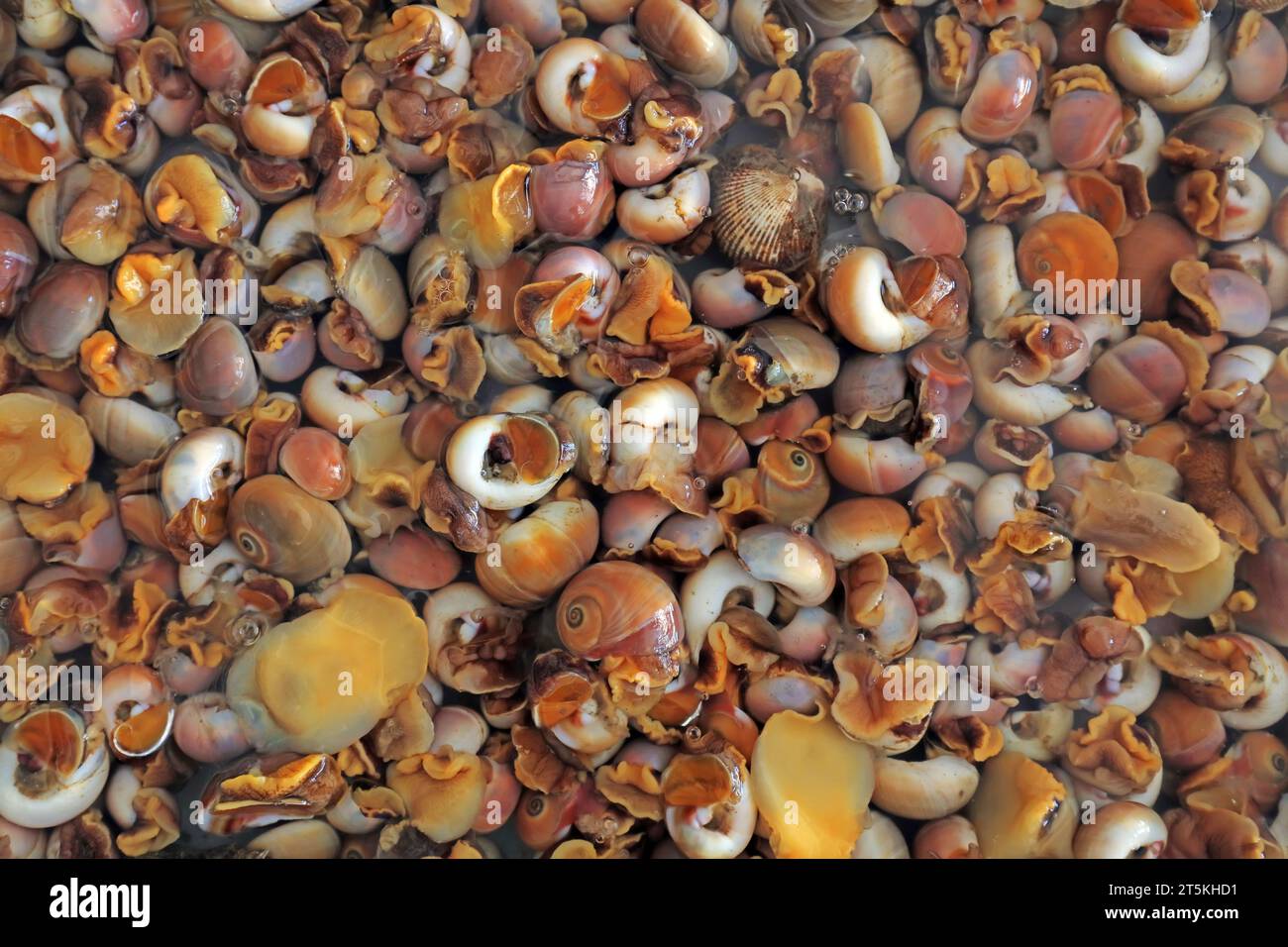 Fresh conch piles up, close-up photos Stock Photo - Alamy
