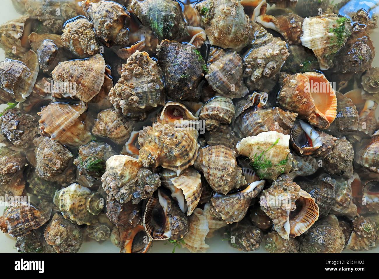 Fresh conch piles up, close-up photos Stock Photo - Alamy