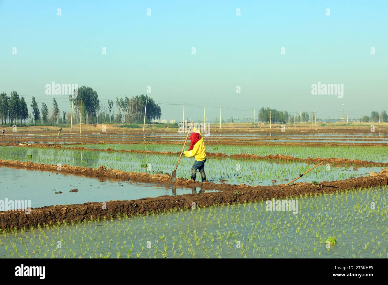 Farmers work in paddy fields, Luannan County, Hebei Province, China ...