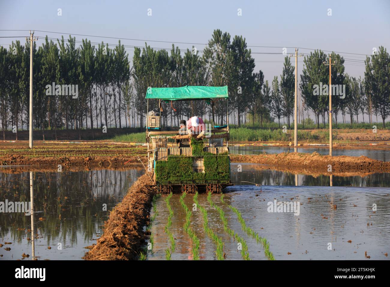 Transplanter plant rice hi-res stock photography and images - Alamy
