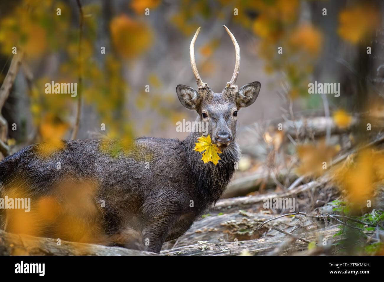 Portrait of majestic deer stag in Autumn Fall with yellow leaf ...
