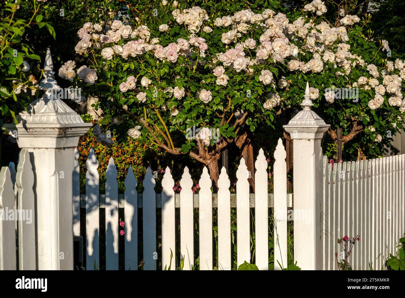 Clifton rose hi-res stock photography and images - Alamy