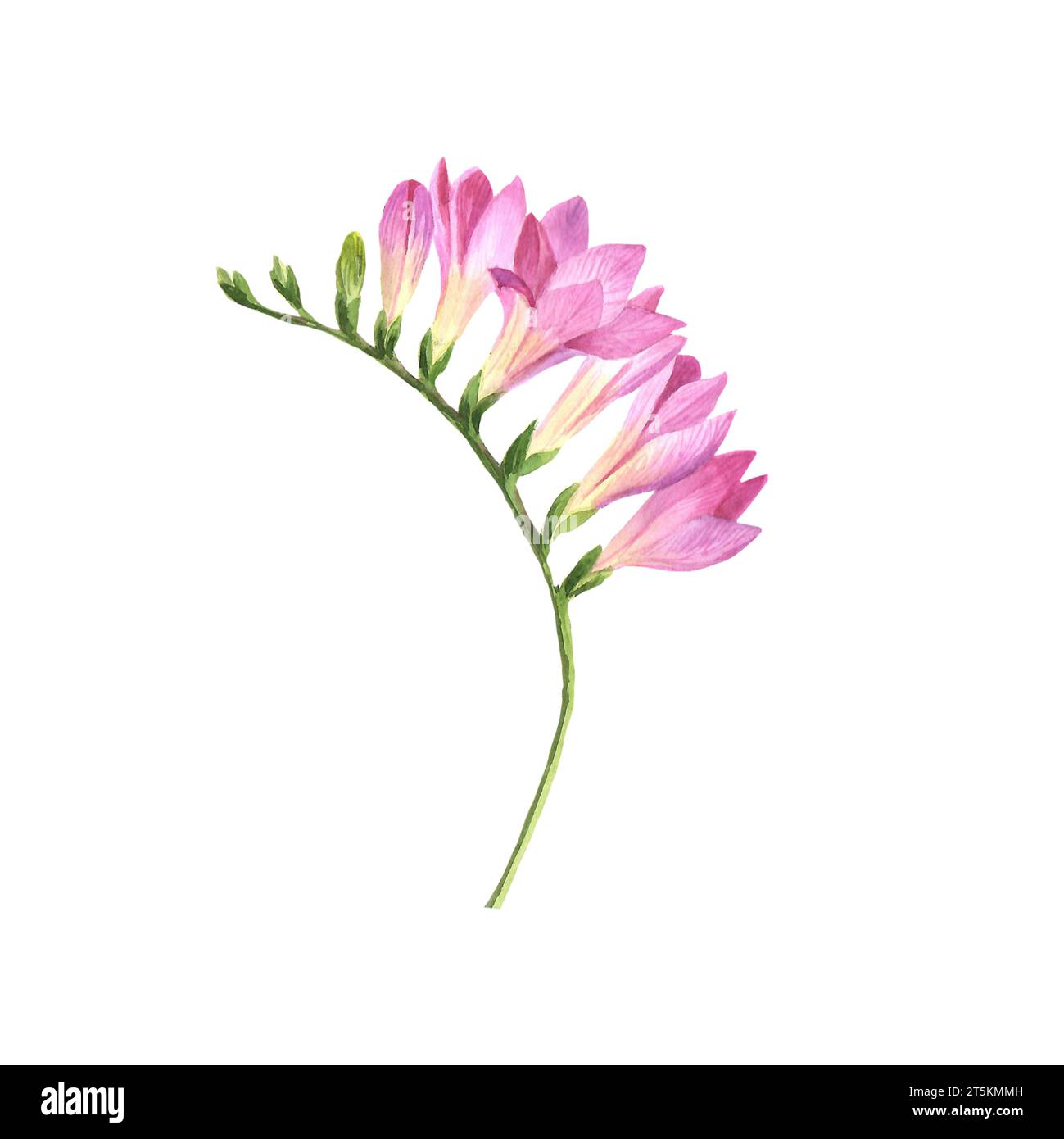 The freesia flower. Hand drawing watercolor, botanical. Freesia flower ...