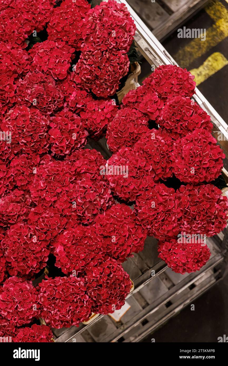 Carts of various variety of flowers staging at Aalsmeer FloraHolland ...