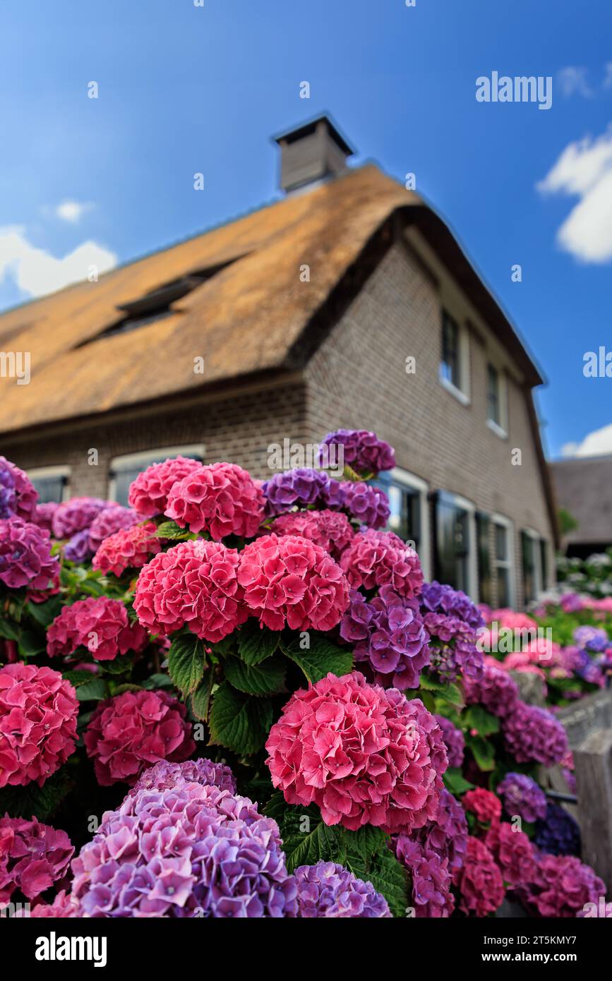 Cottage in the Dutch village Giethoorn also called the Dutch Venice ...