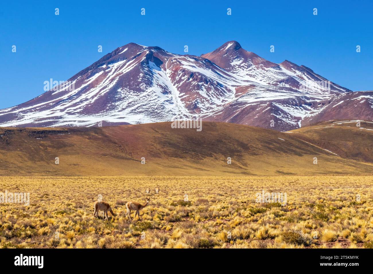 Fauna de chile hi-res stock photography and images - Alamy