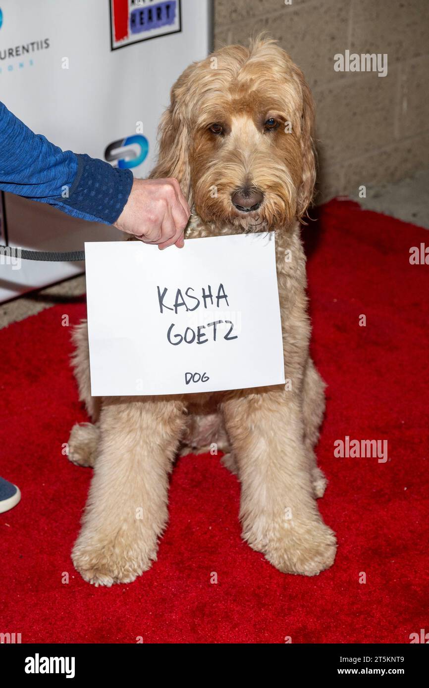 Los Angeles, USA. 05th Nov, 2023. Dog Kasha Goetz attends Suzanne ...