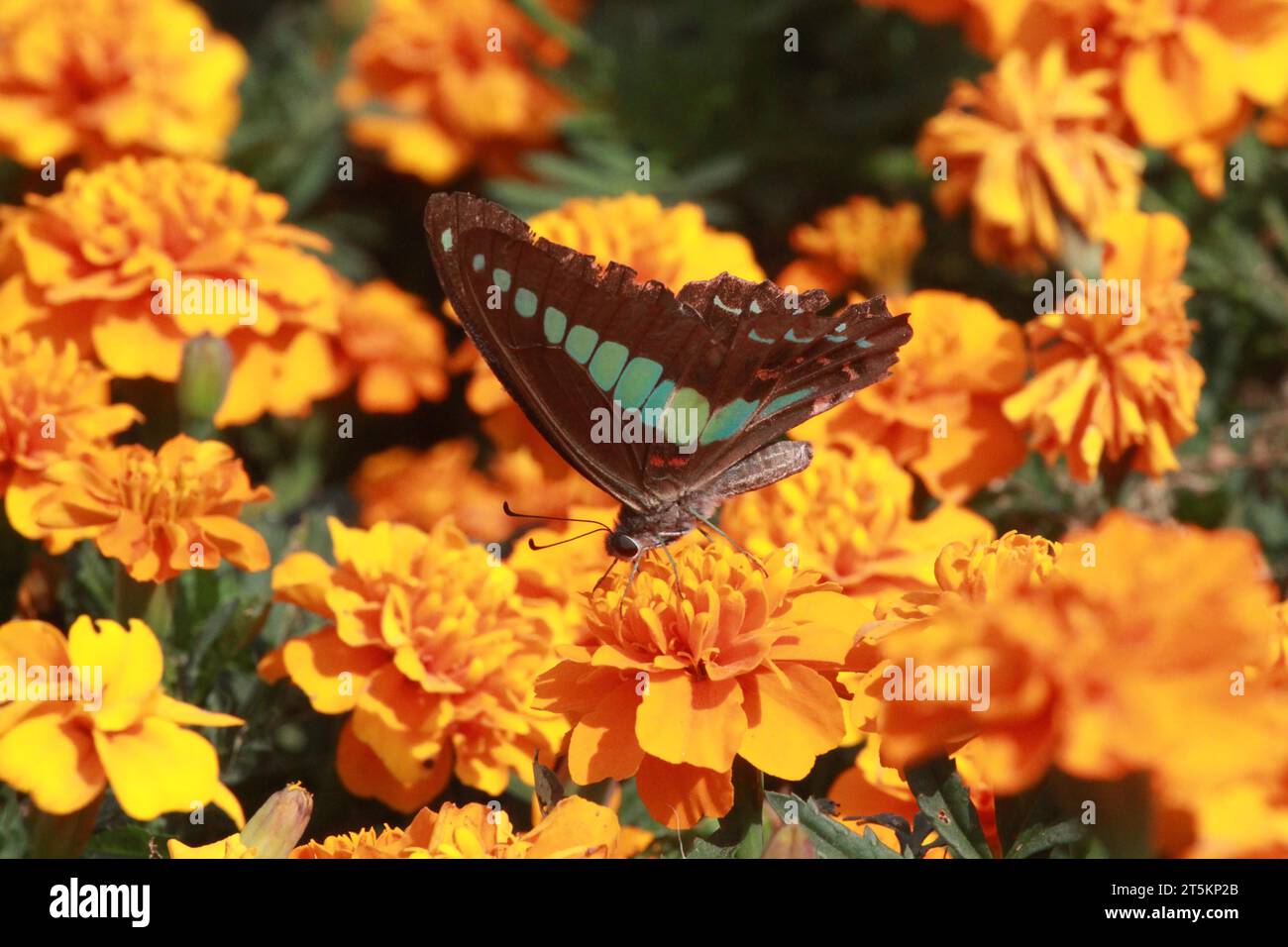 Golden marigold flowers burst into bloom in Nantong City, east China's ...