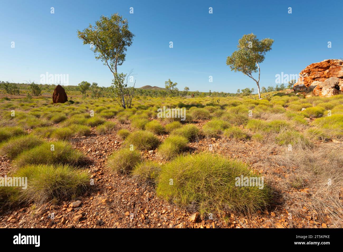 Typical arid landscape with spinifex in the Outback along the Tanami ...