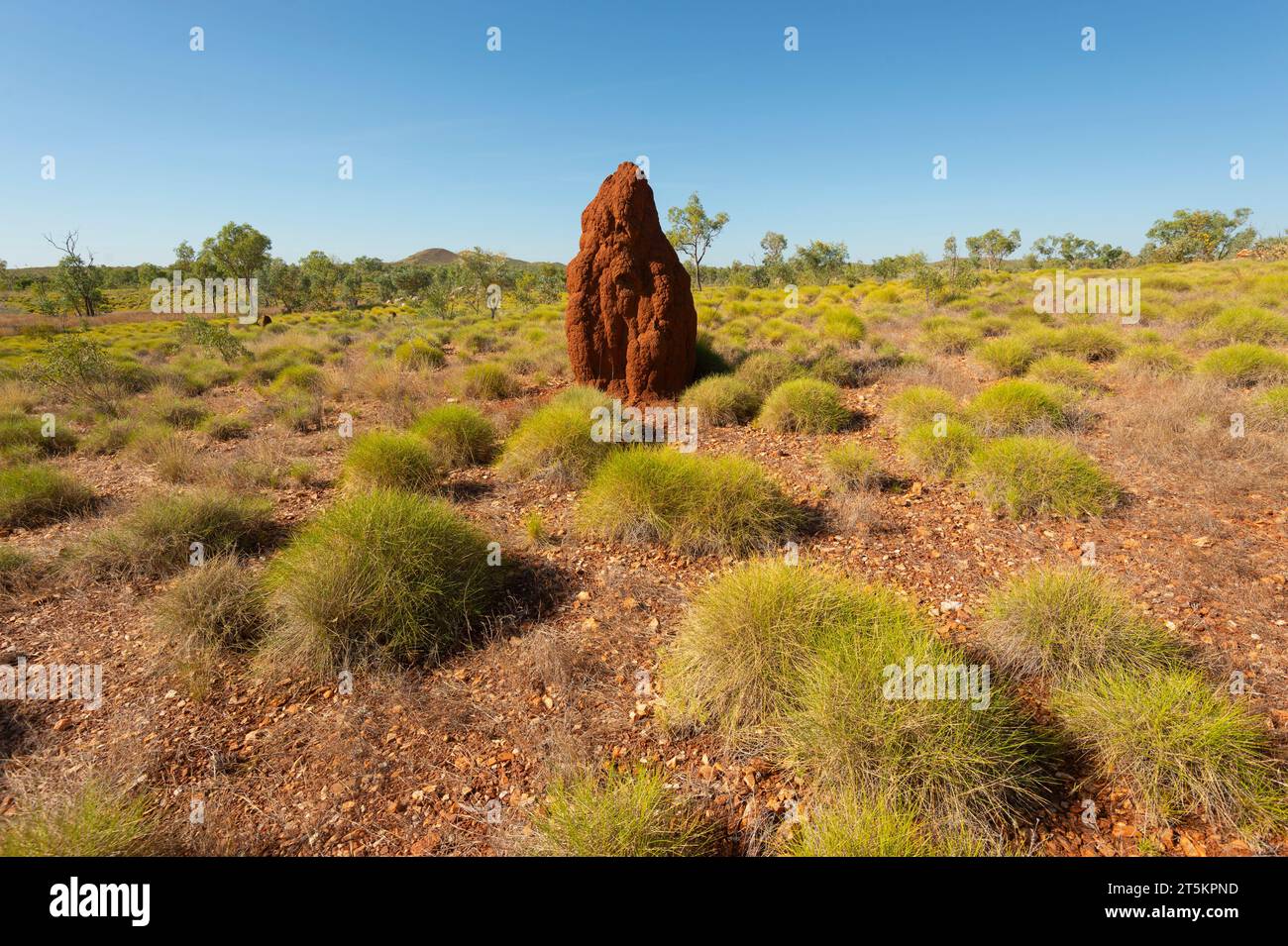 Typical arid landscape with a termite mound and spinifex in the Outback ...