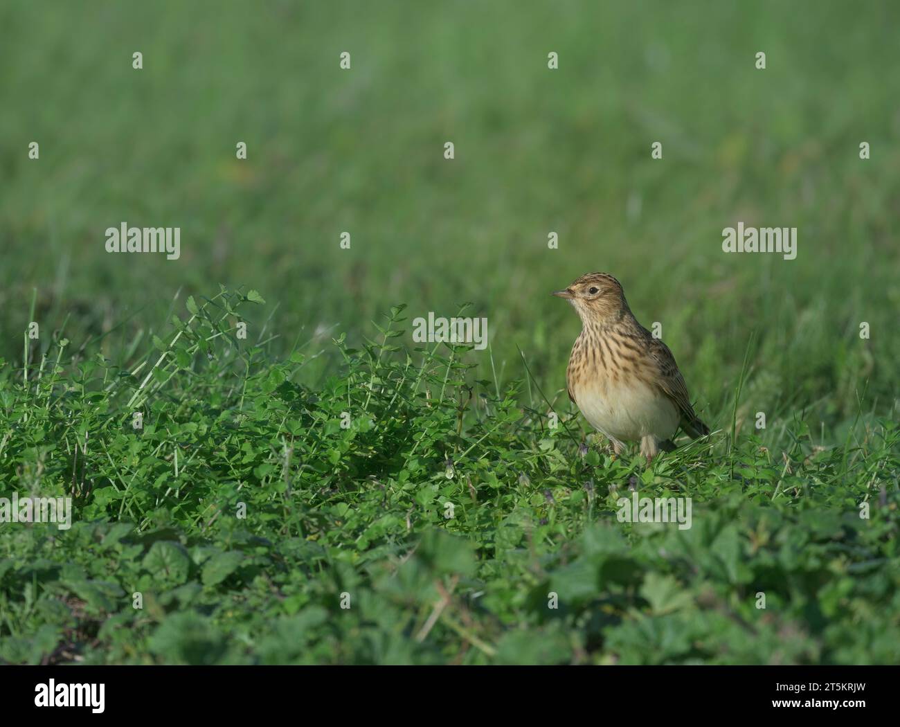 Sky Lark Alauda arvensis sat in the sunshine on an Autumn day, North ...