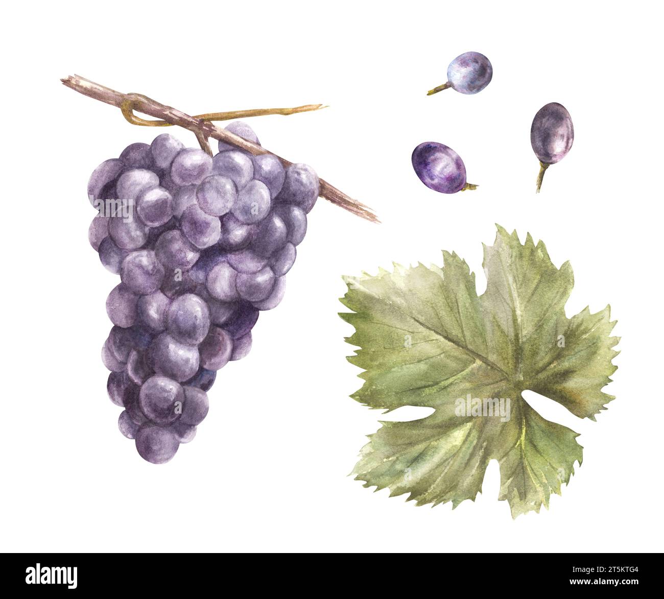 Watercolor bunch of grapes, grape leaves and grape berry set. Grapevine ...