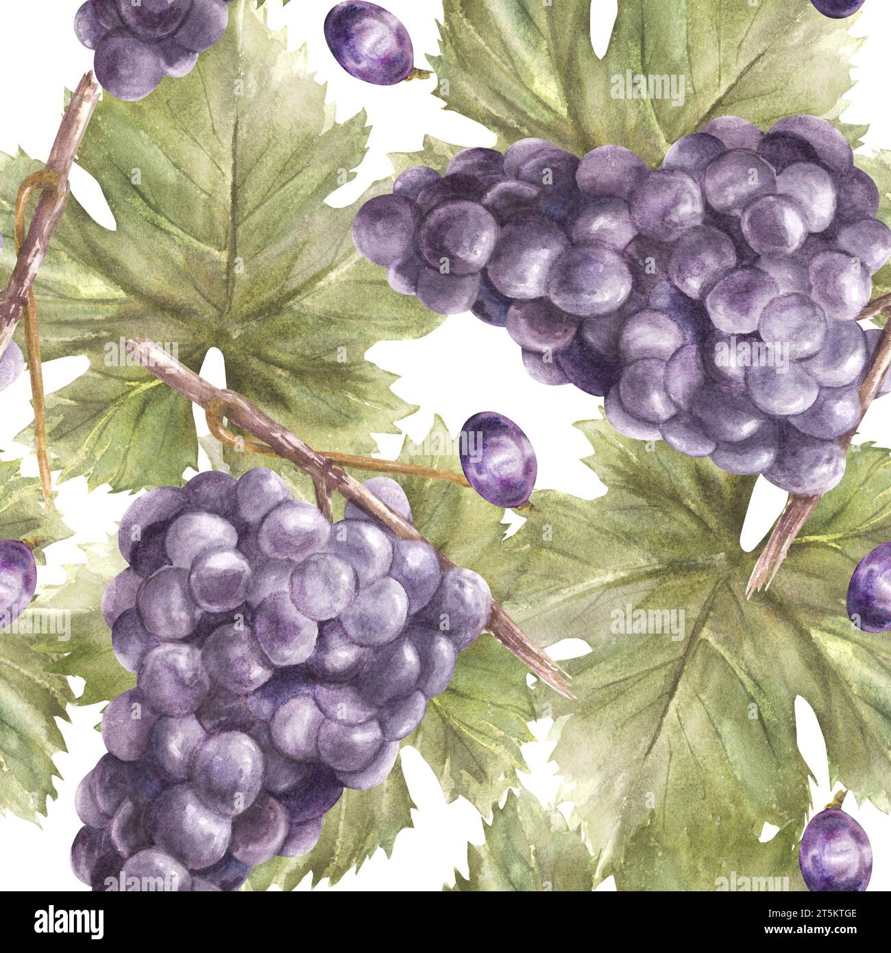 Watercolor painted seamless pattern with grapevine, bunches, grape ...