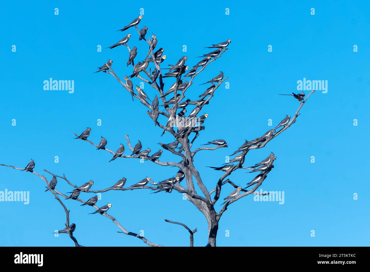 Cockatiels hi-res stock photography and images - Alamy