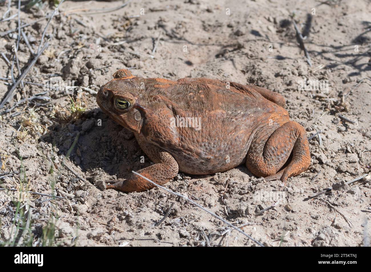 Close-up of a Cane toad (Rhinella marina), an introduced pest in ...
