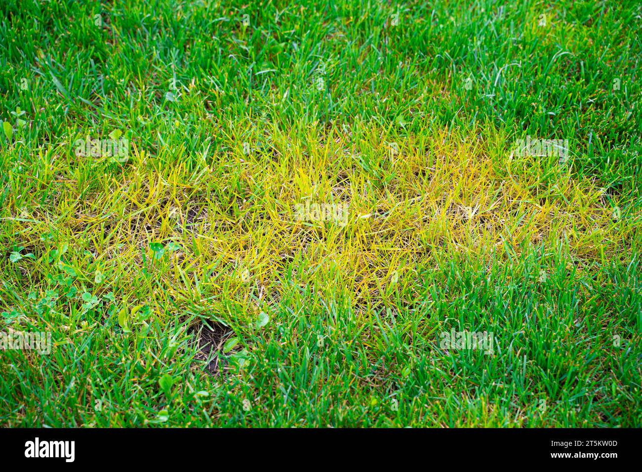 Diseases on the green lawn. Stains of yellowed grass on the lawn after ...