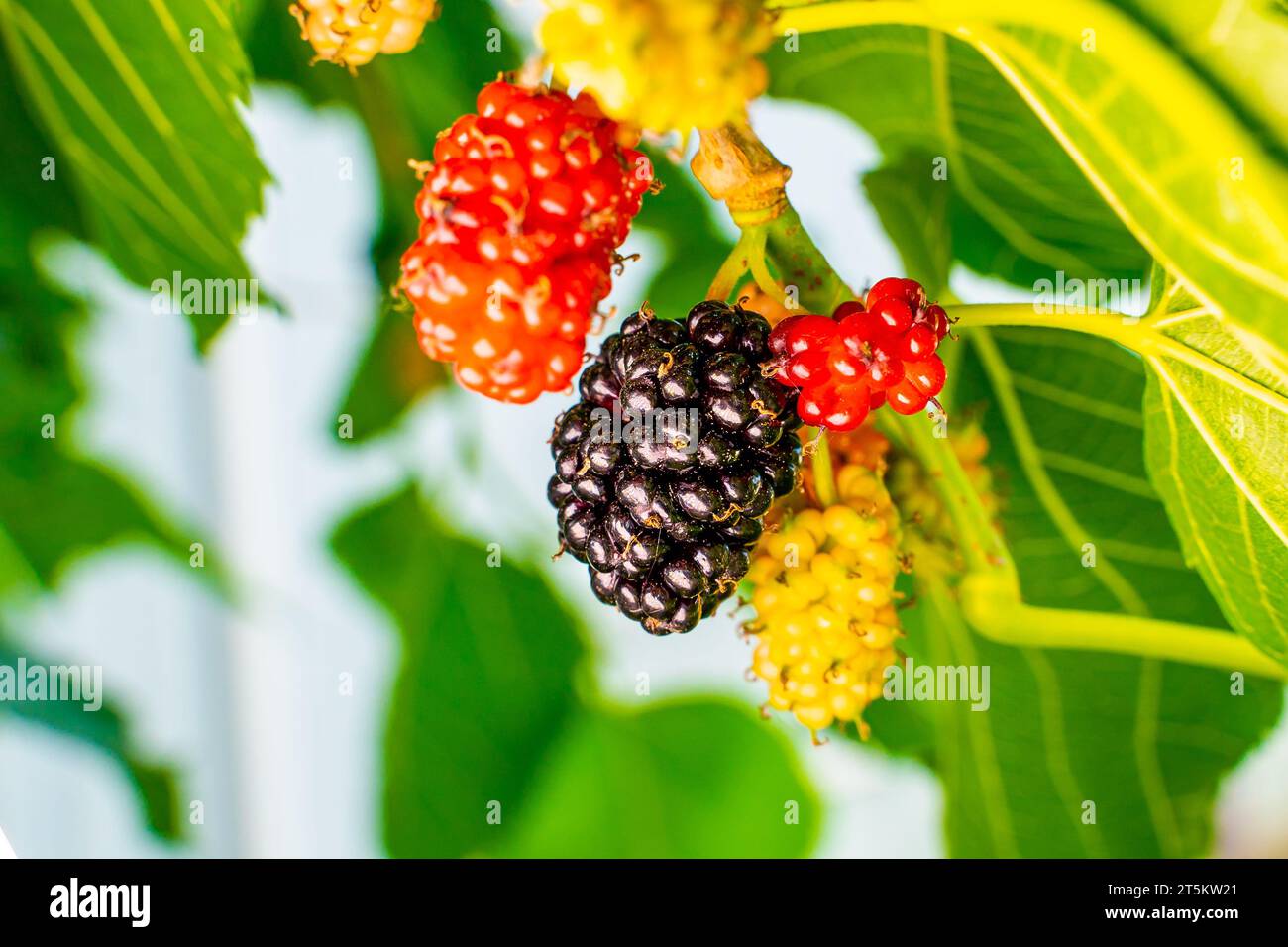 Ripe mulberry grows on a tree, close-up Stock Photo - Alamy