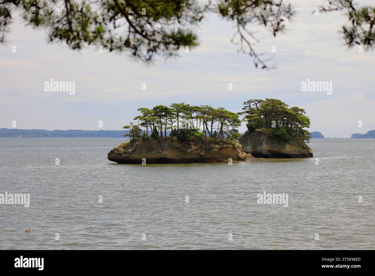 Matsushima Bay , beautiful islands covered with pine trees in Miyagi ...