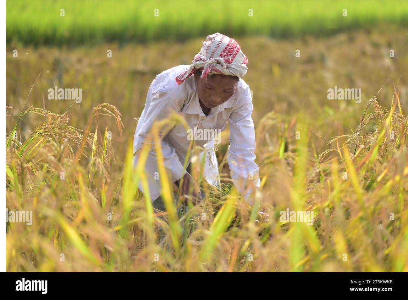 Assam. 5th Nov, 2023. A farmer harvests paddy at a field in Morigaon ...