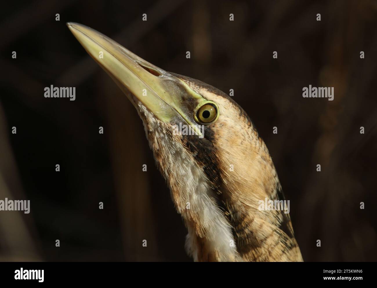 Rare bittern botaurus stellaris hunting hi-res stock photography and ...