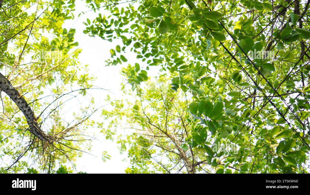 Green forest. Tree with green Leaves and sun light Stock Photo - Alamy