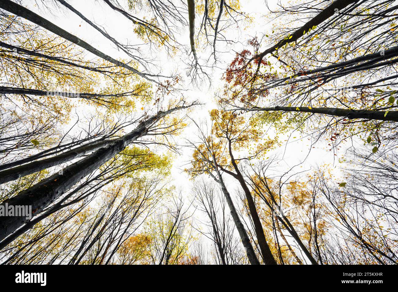 View tall trees green leaves hi-res stock photography and images - Alamy