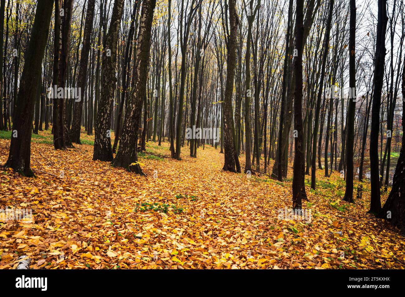 Path through forest. Golden autumn scenery landscape with trees and ...