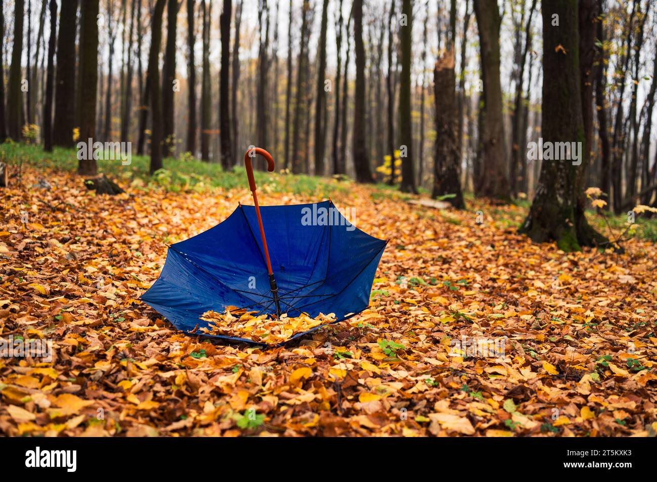 Navy blue umbrella on the golden yellow leaves path in rain park or ...