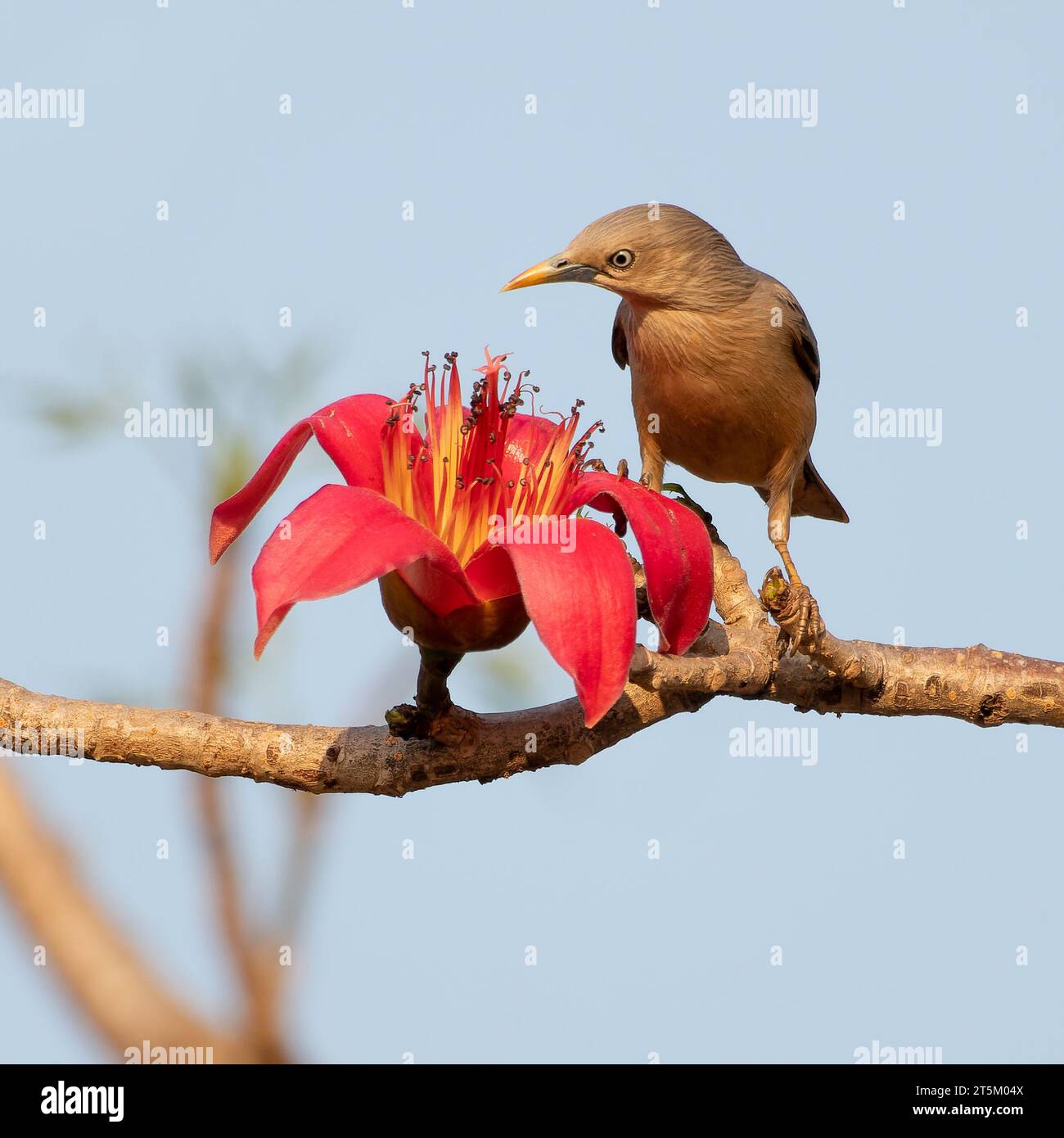 Chestnut-tailed Starling Bird Stock Photo - Alamy
