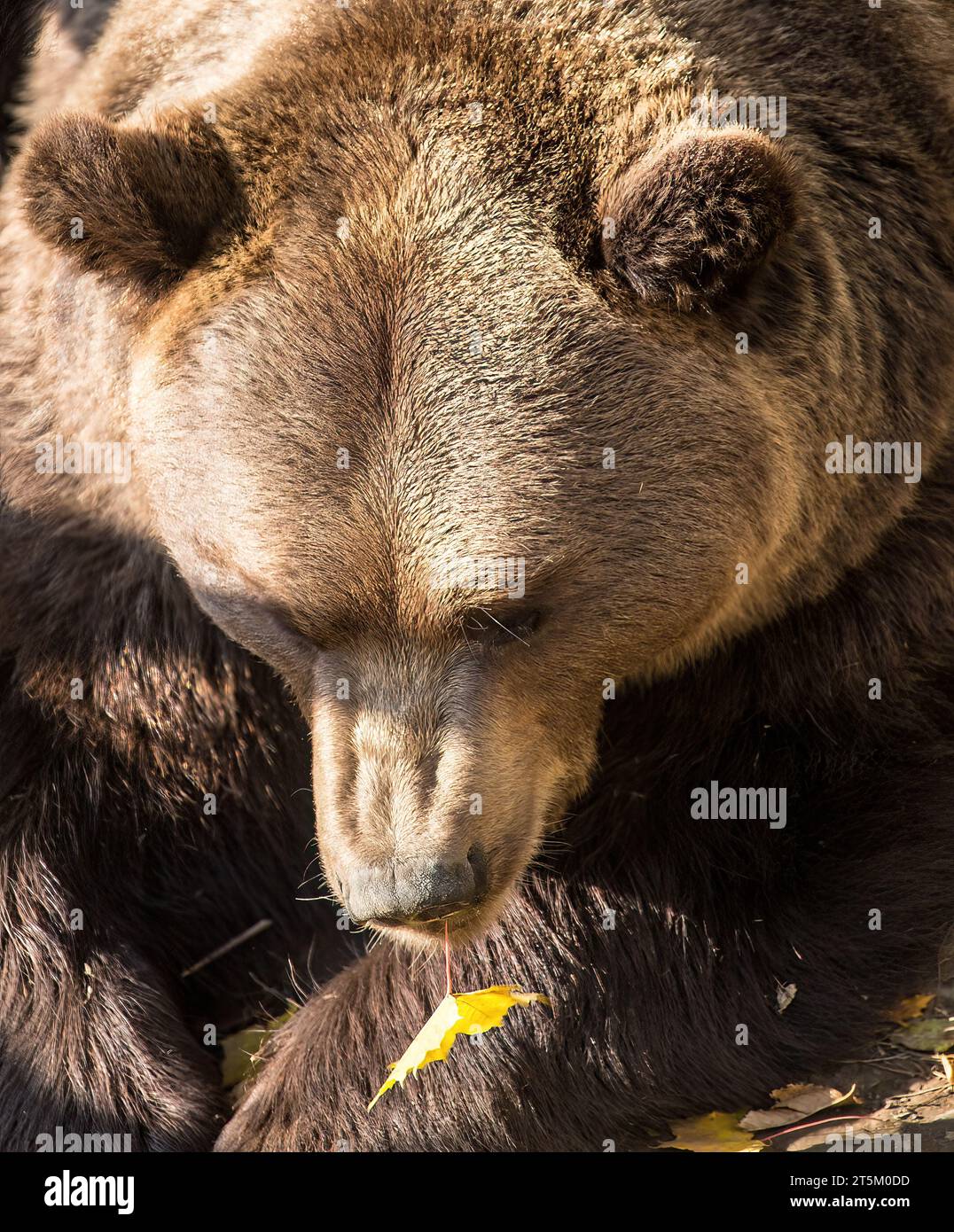 Bern bear pit bear Stock Photo - Alamy