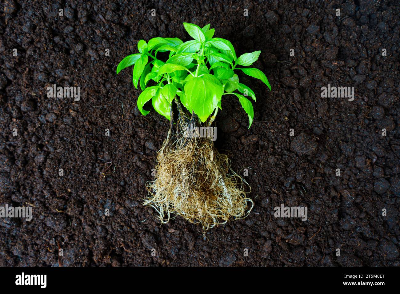 Fresh basil seedlings with rich roots placed on fertilized soil ready ...
