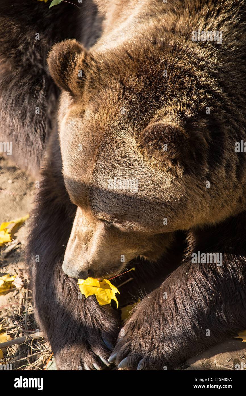 Bern bear pit bear Stock Photo - Alamy