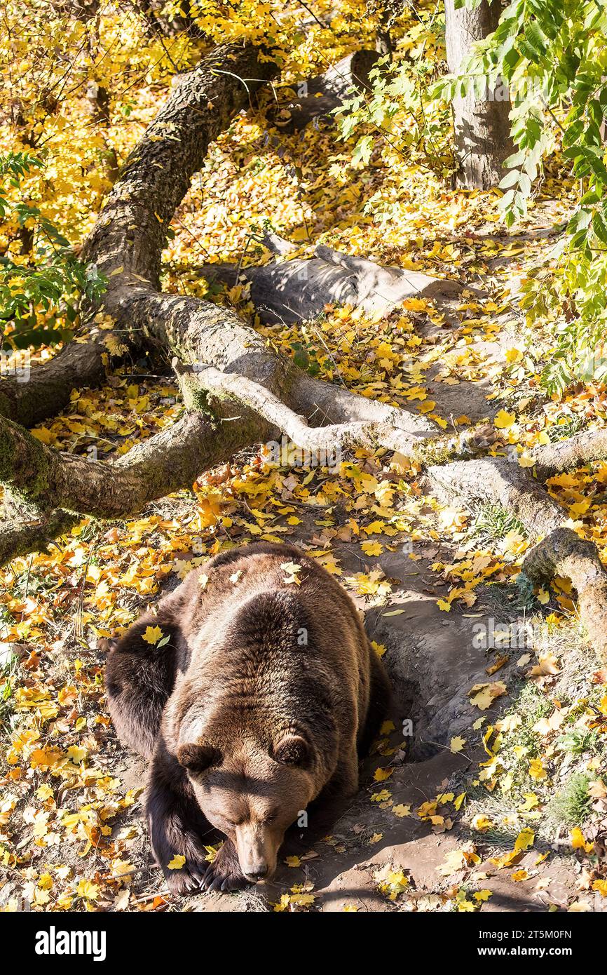 Bern bear pit bear Stock Photo - Alamy