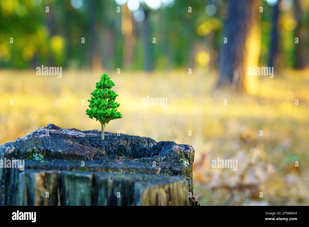 Small green tree growing on a dry stump, symbolizing hope and the need ...