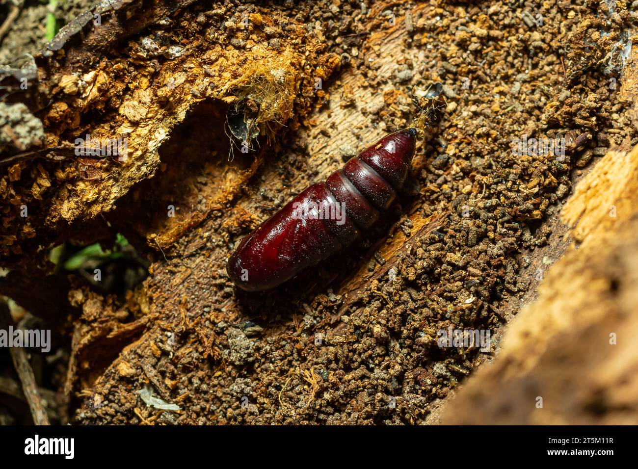 Brown chrysalis of a turnip moth Agrotis segetum on brown garden soil ...