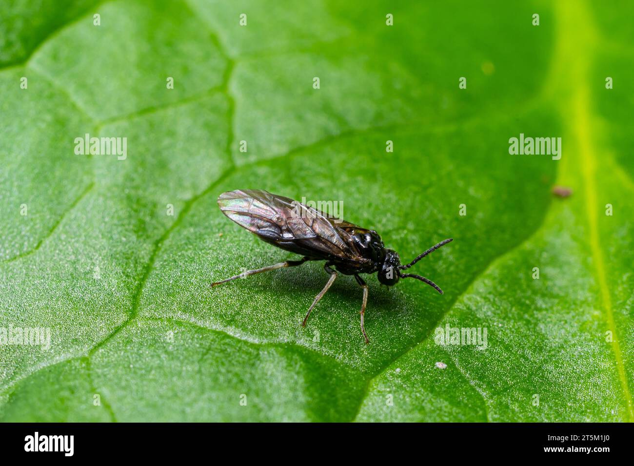 Gooseberry sawfly hi-res stock photography and images - Alamy