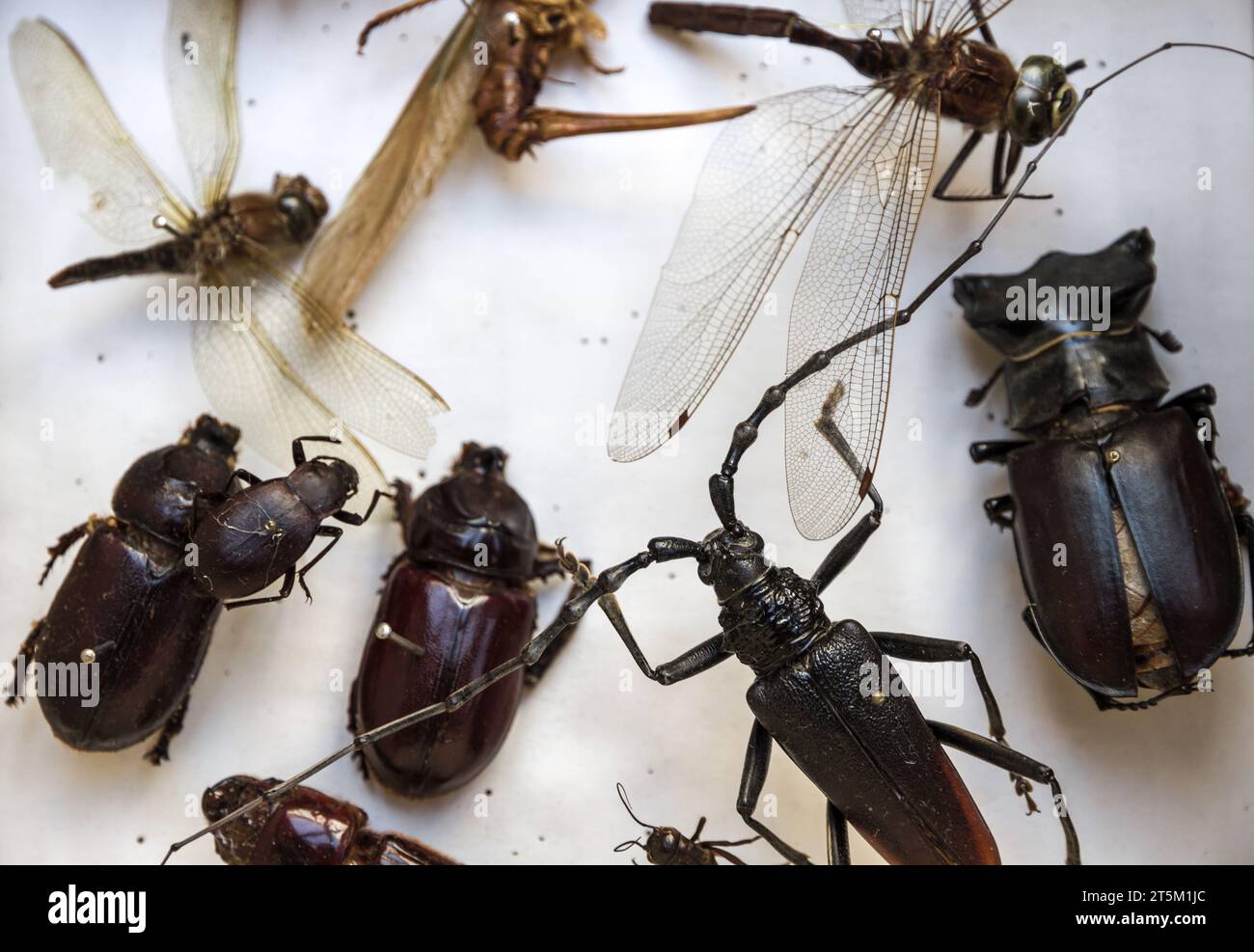 Collection of dried dead insects pinned in a box. White background ...
