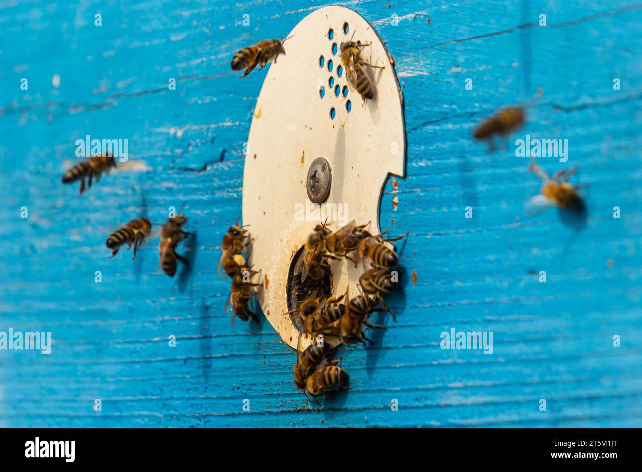 Group of bees near a beehive, in flight. Wooden beehive and bees. Bees ...