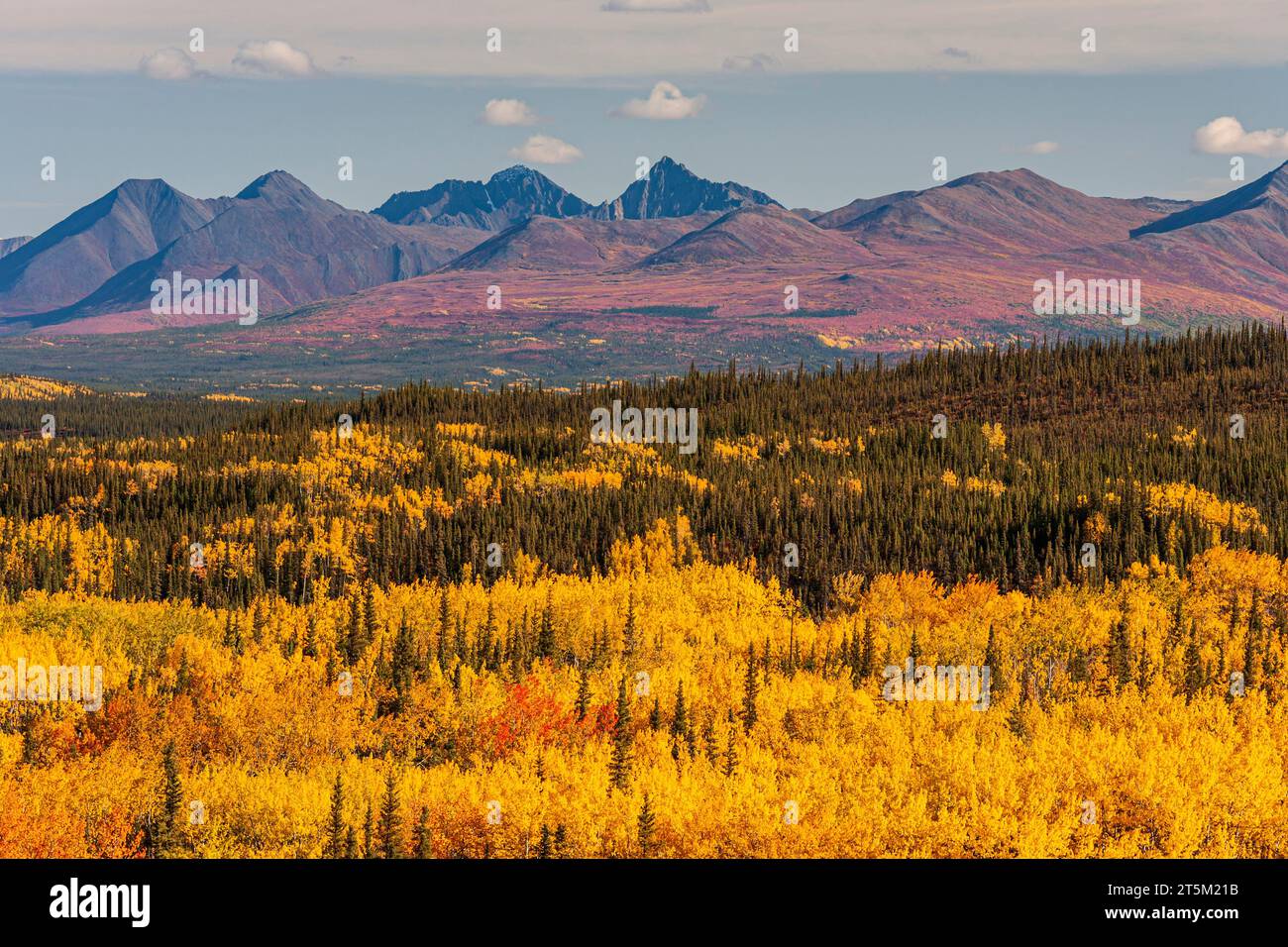 Fall colors at Denali Park Road, Denali National Park, Alaska, USA ...
