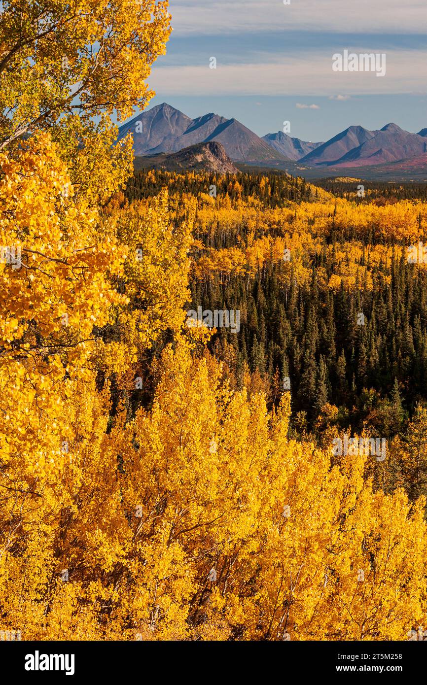 Fall colors at Denali Park Road, Denali National Park, Alaska, USA ...